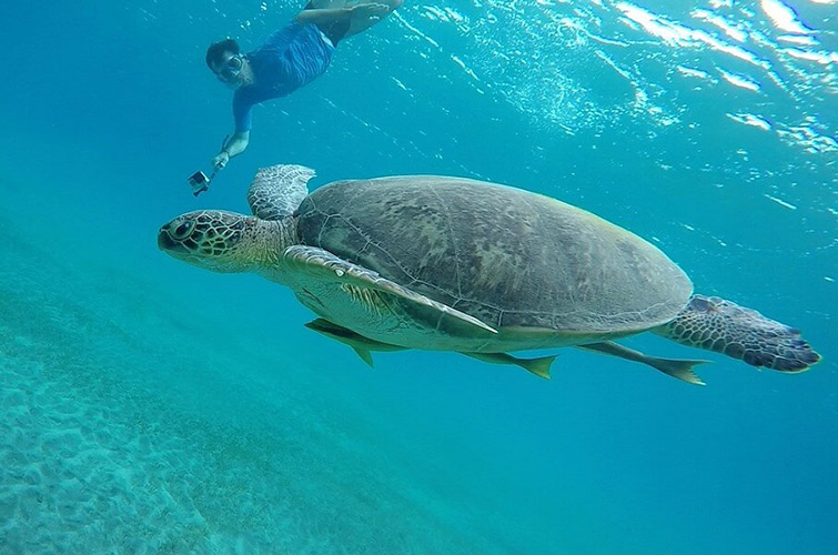 Abu Dabab Bay - Ocean Travel | Book Things To Do, Attractions, ,Tours ...